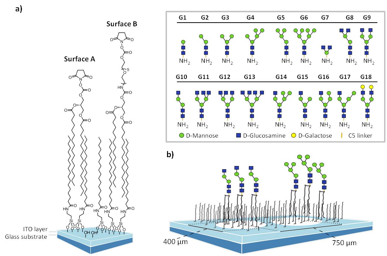 Glycan microarrays – Glycotechnology Lab
